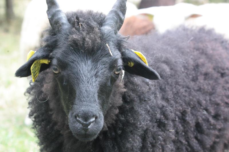 How Smart Are Sheep? Researchers Find Surprising Answers - Countryside